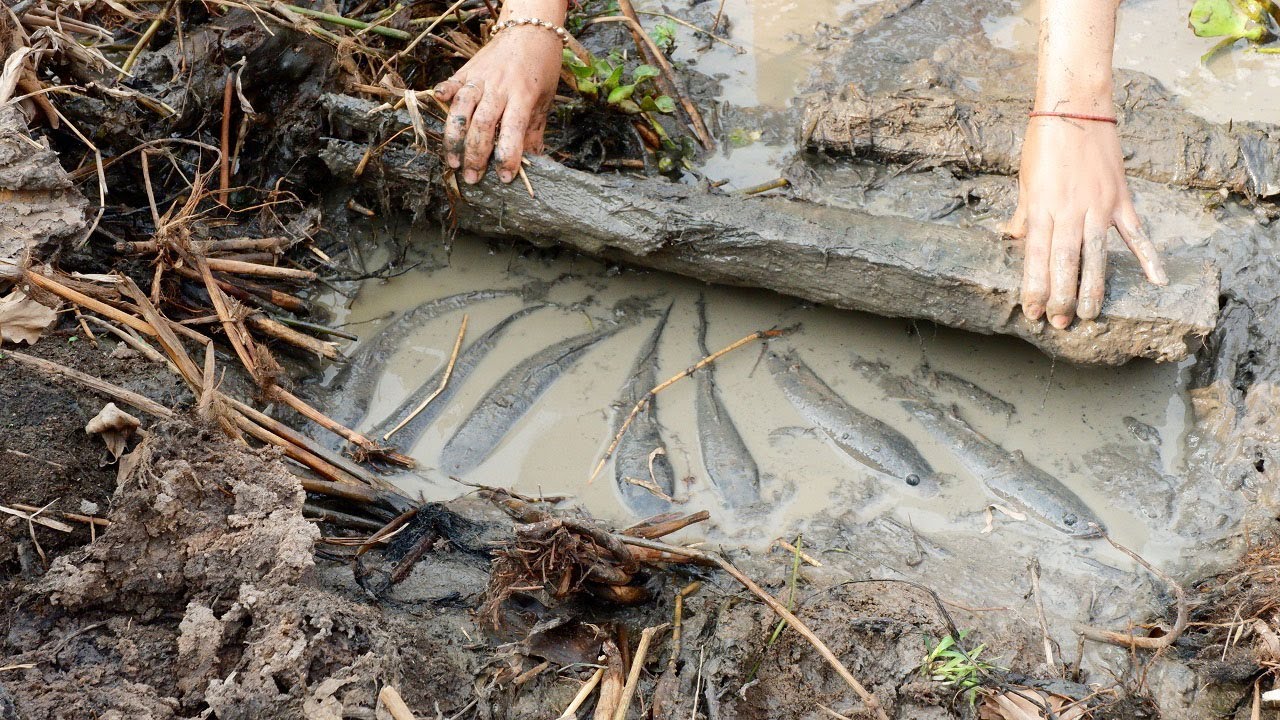 Catches many big fish in muddy with hand, I am fishing - YouTube