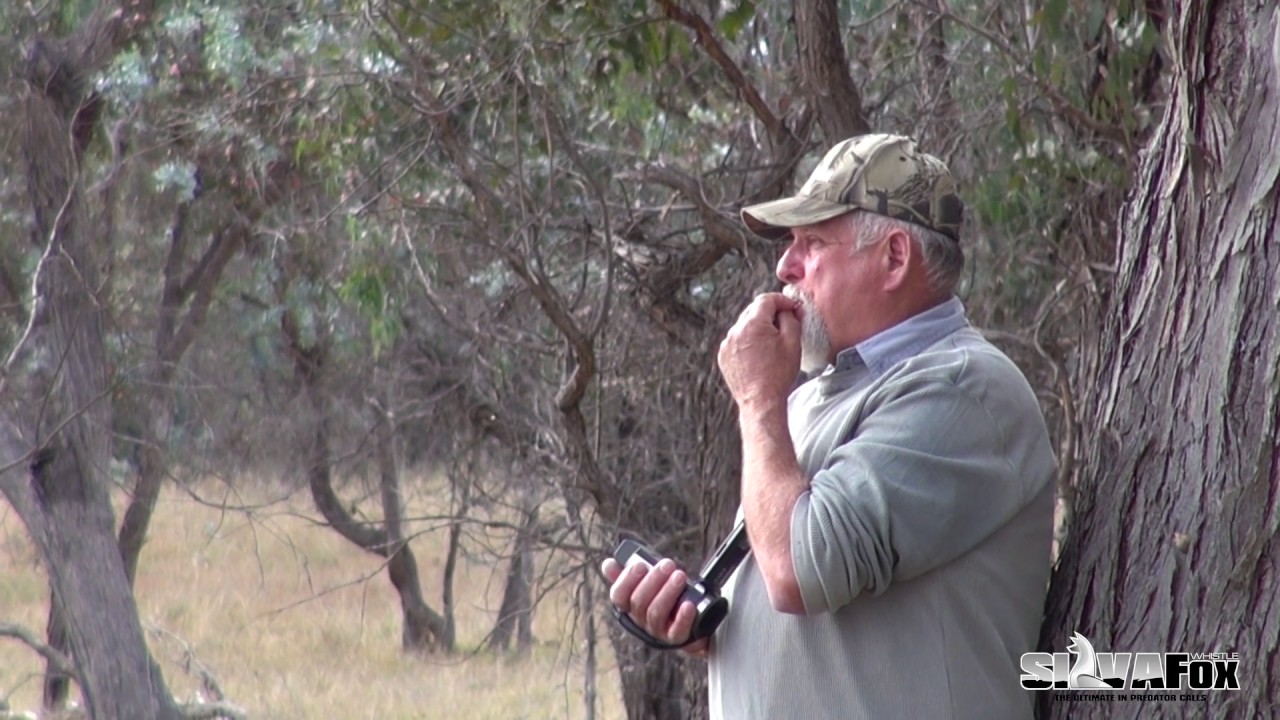 Fox's know what they want - "The Silva Fox Whistle" - YouTube