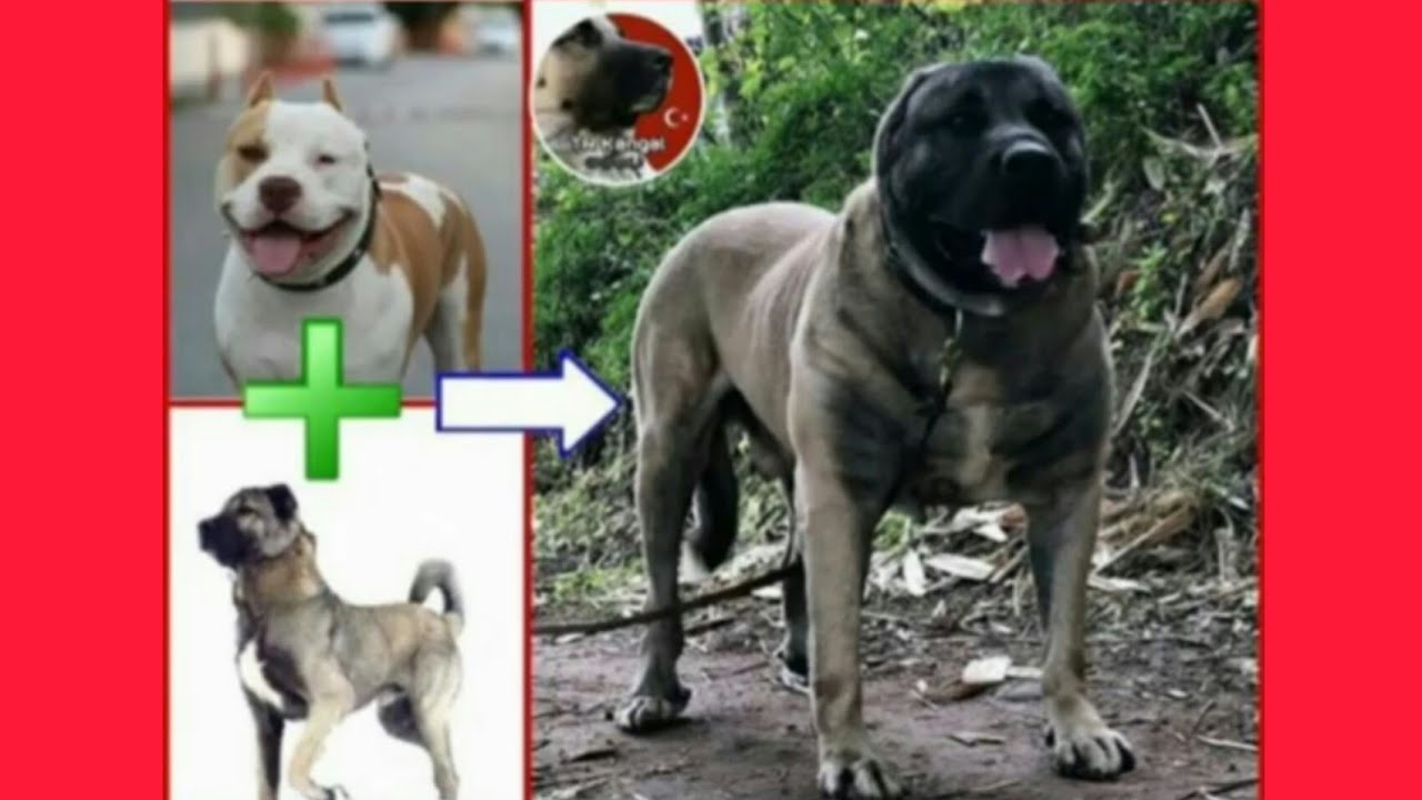 Top10 amazing dog mixes #9 (Boxer, Rottweiler, Mastiff, Kangal, Am ...