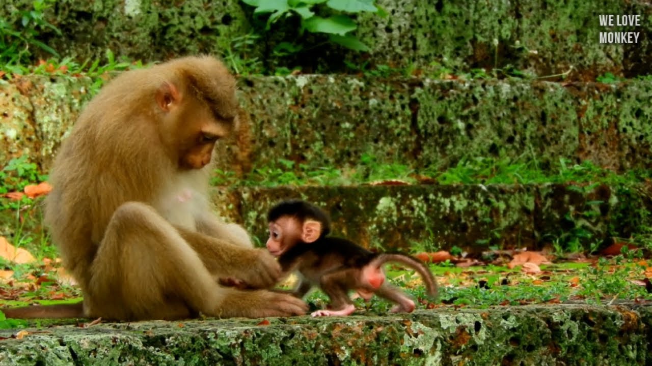 Young Mom Monkey Rose is Helping Baby Monkey Rex to Stand Up Well First ...