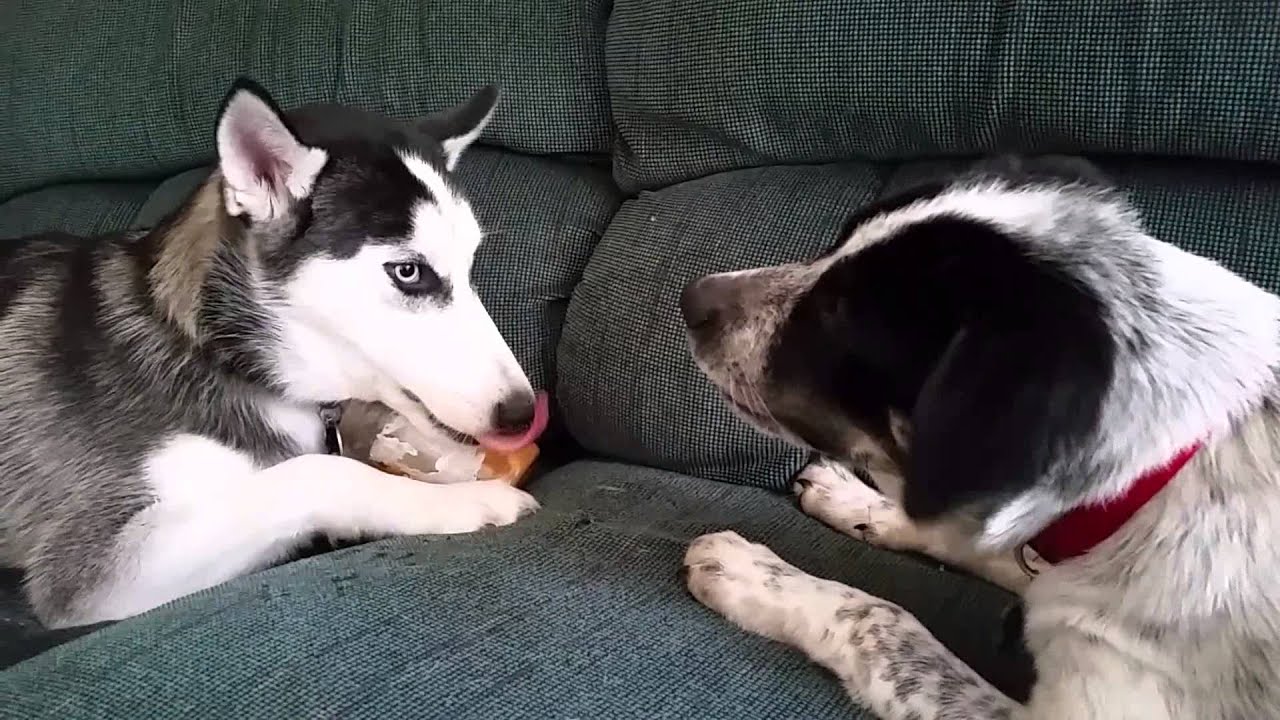 2 dogs fighting over peanut butter - YouTube