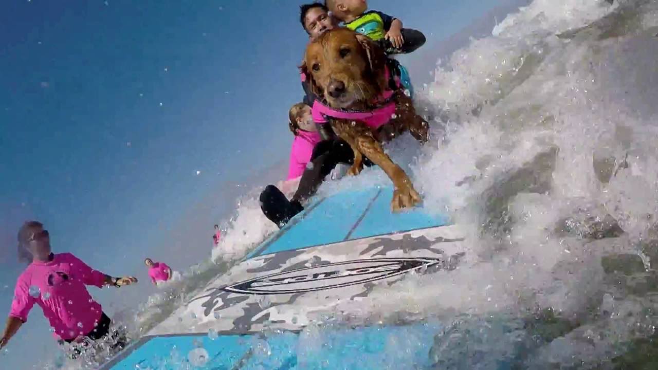 Surf Dog Ricochet's Waves of Empowerment - Aiden - YouTube