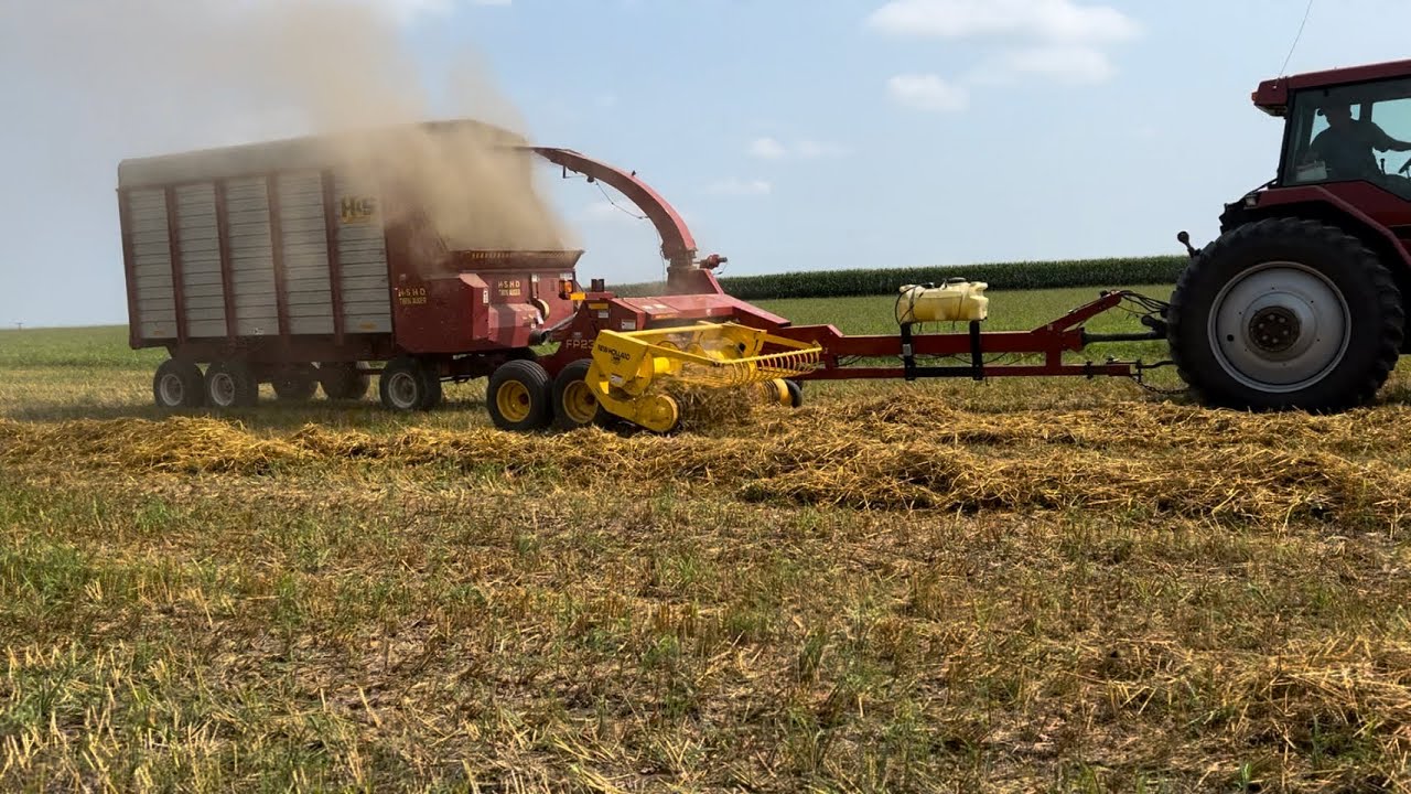 Chopping straw - YouTube