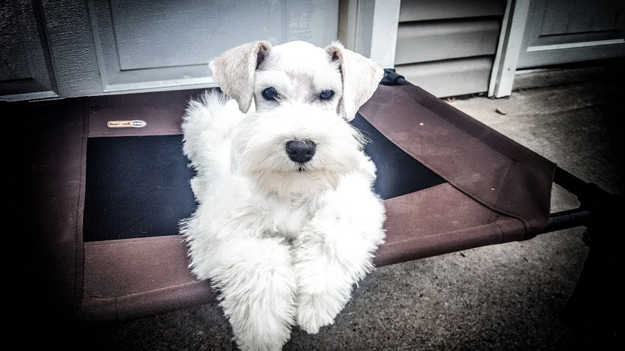 This Miniature Schnauzer Puppy is SOOO smart! Jackson in Training ...