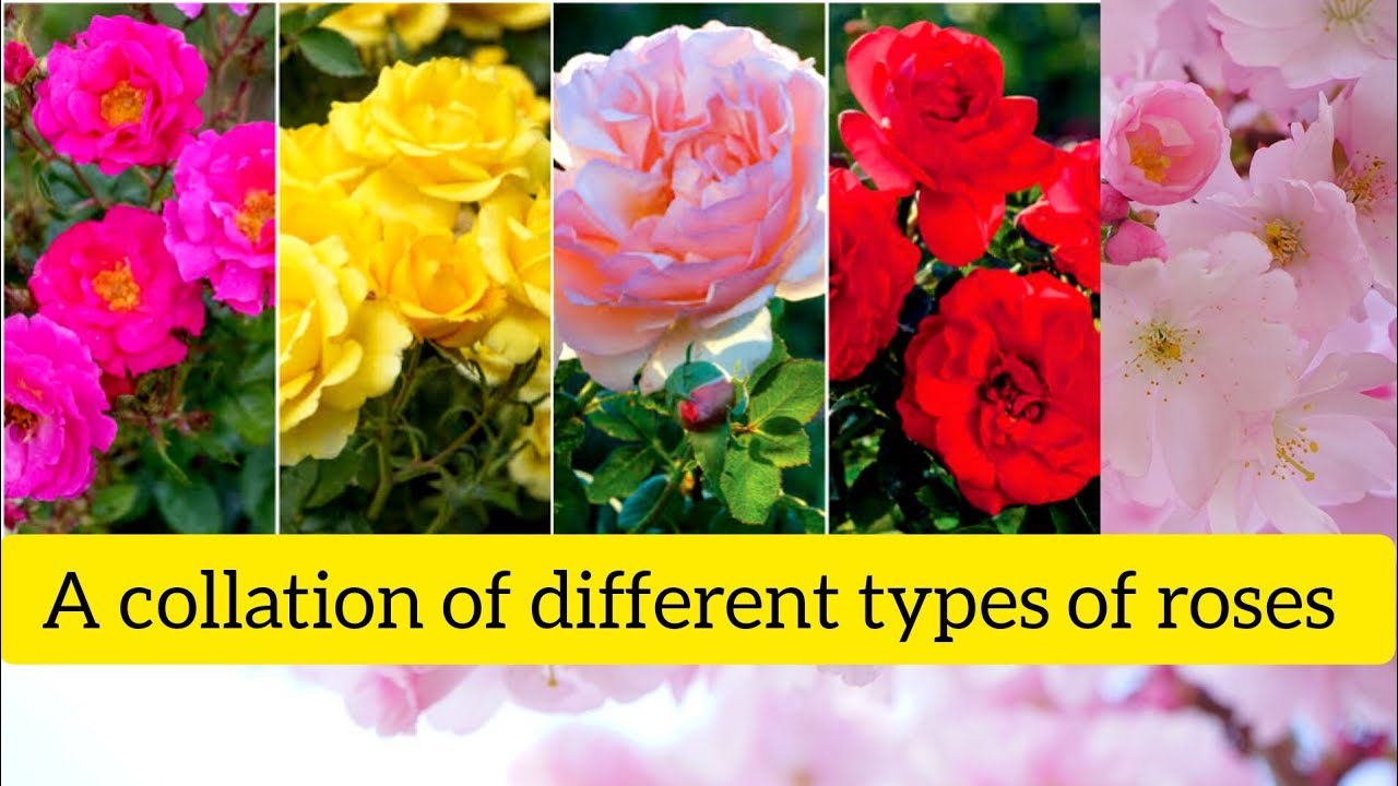 A collation of different types of flowers! part 1 #naturalflowers - YouTube