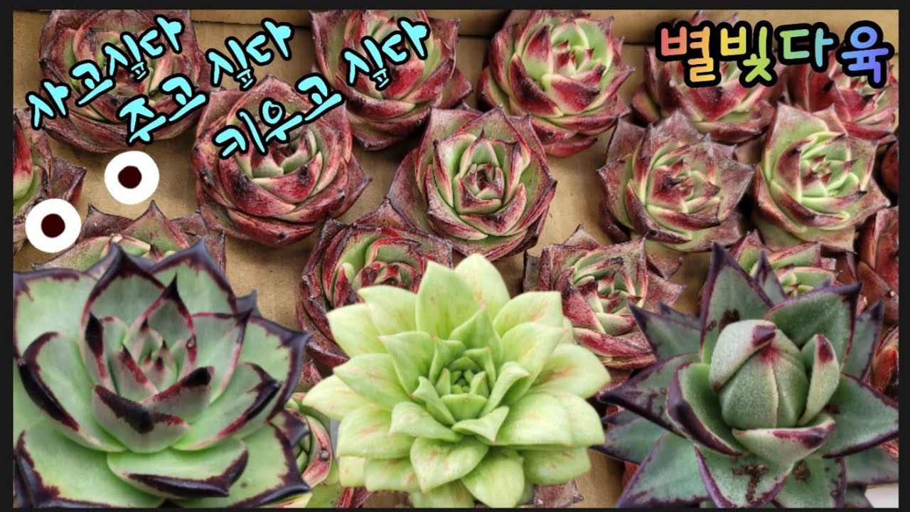 230417다육이별빛다육수입명품다육블랙다이아몬드블랙호크블랙루비대홍초특가다육핑크마리아귀품다육봉황심청이