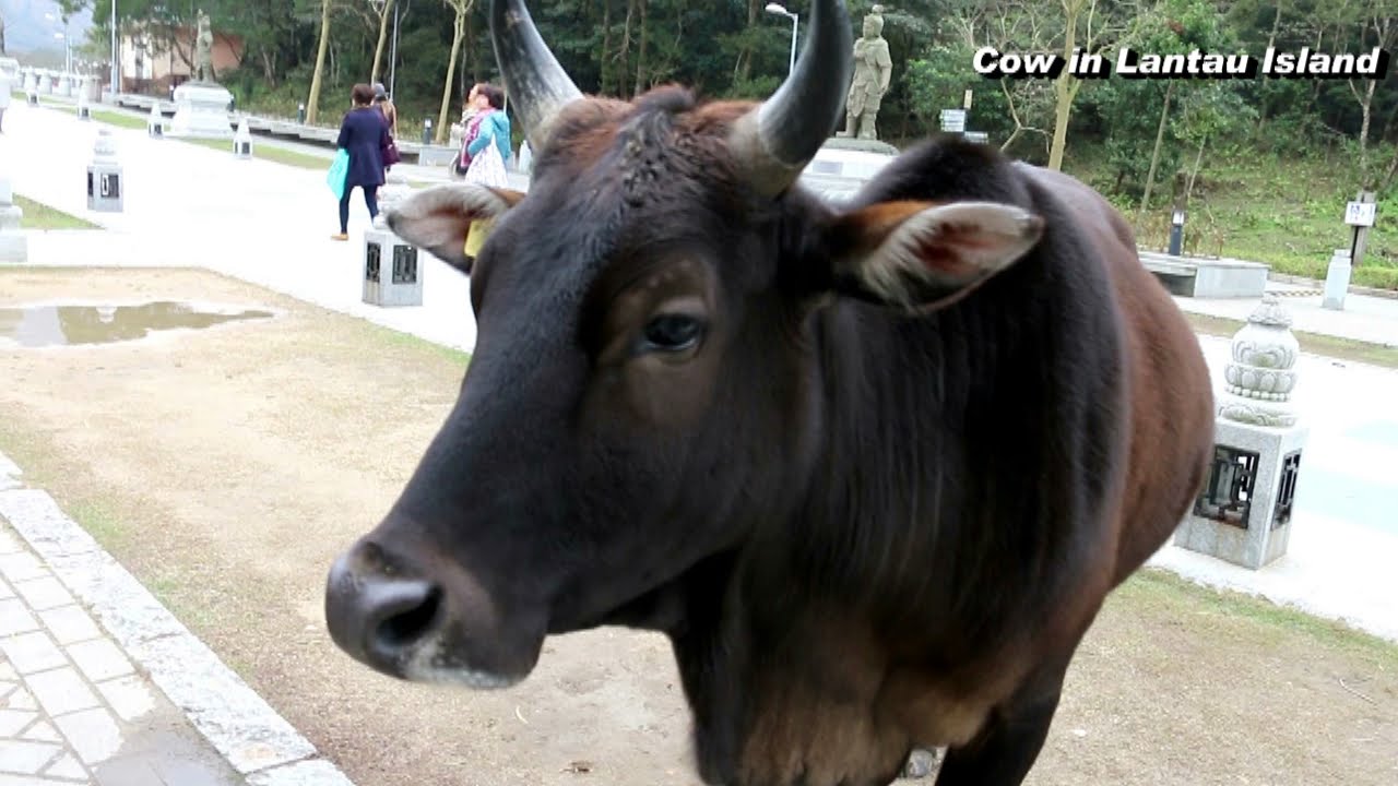Cow at Po Lin Monastery 寶蓮禪寺靈牛 - YouTube