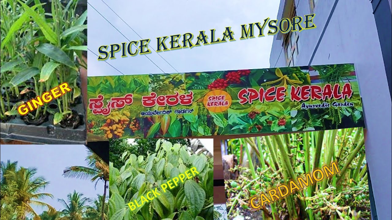 Spice Kerala Ayurvedic Garden Mysore | Kerala Spices Ayurvedic Garden ...