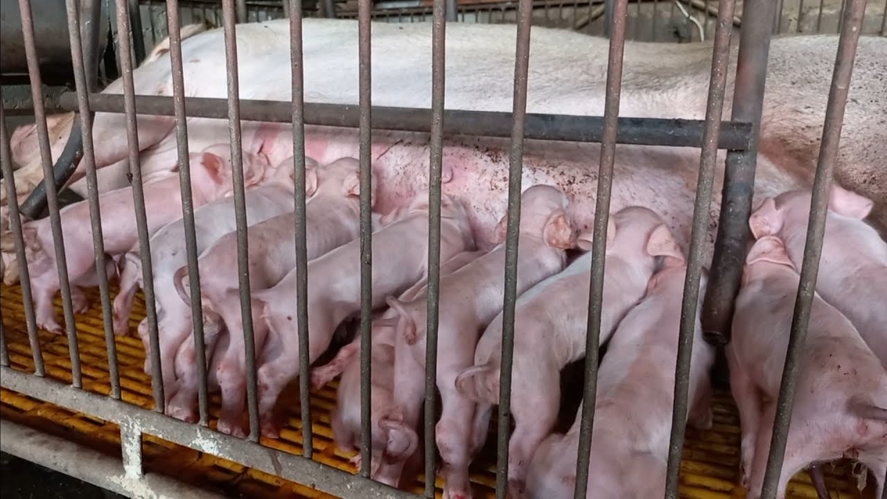 Piglets are hungry for food|pig|pigs - YouTube