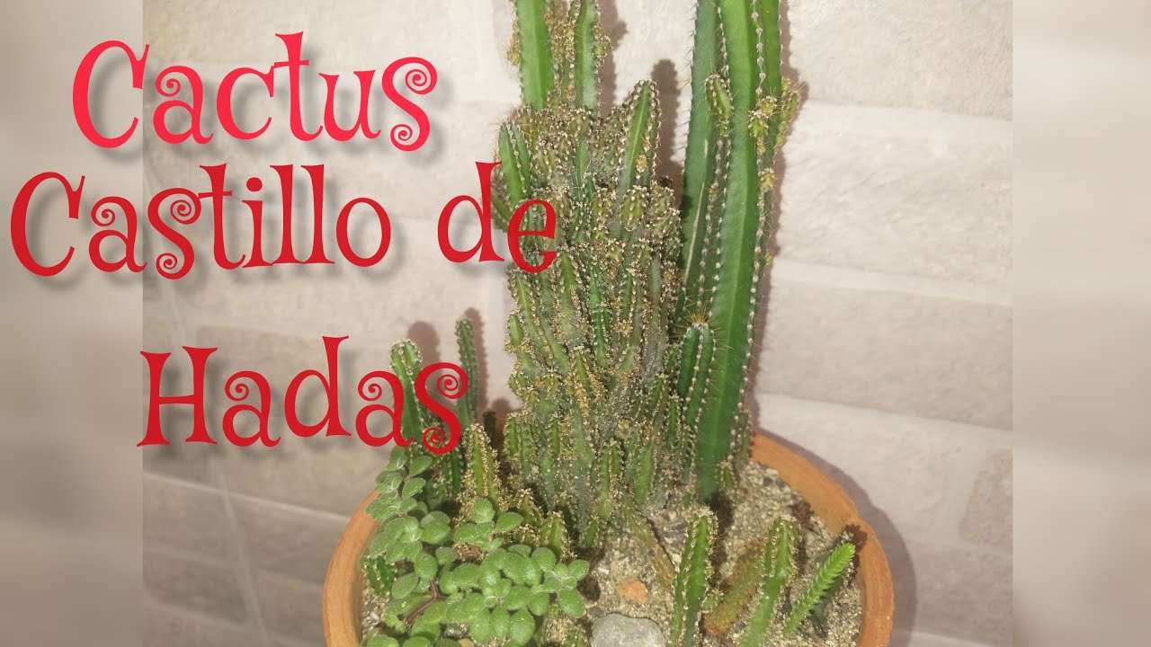 #Cactus, Acanthocereus Tetragonus o más conocido como castillo 🏰 de ...