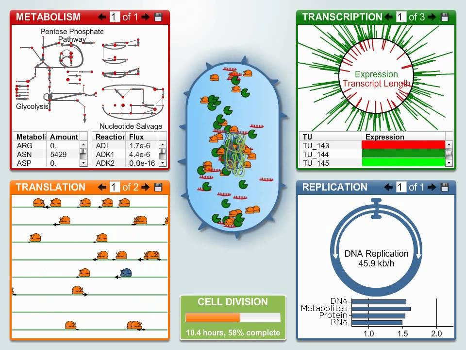 The Life Cycle of the First In silico Cell - YouTube