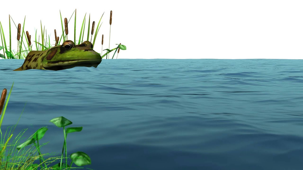 Animal Ingenuity - YouTube