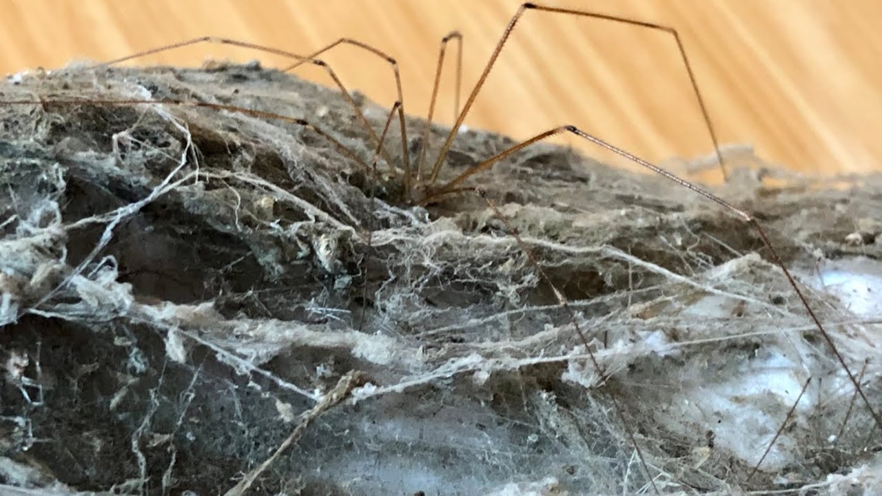 Hack Spinnweben & Spinnen an Decke & Wand einfach entfernen Teil 1/2 ...