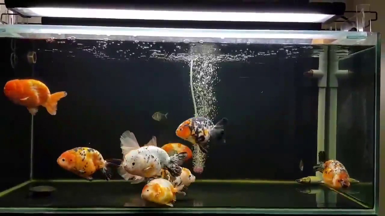 Ranchu goldfish tank 2018 - YouTube