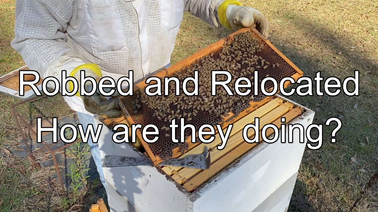 Checking the Relocated Hive - YouTube