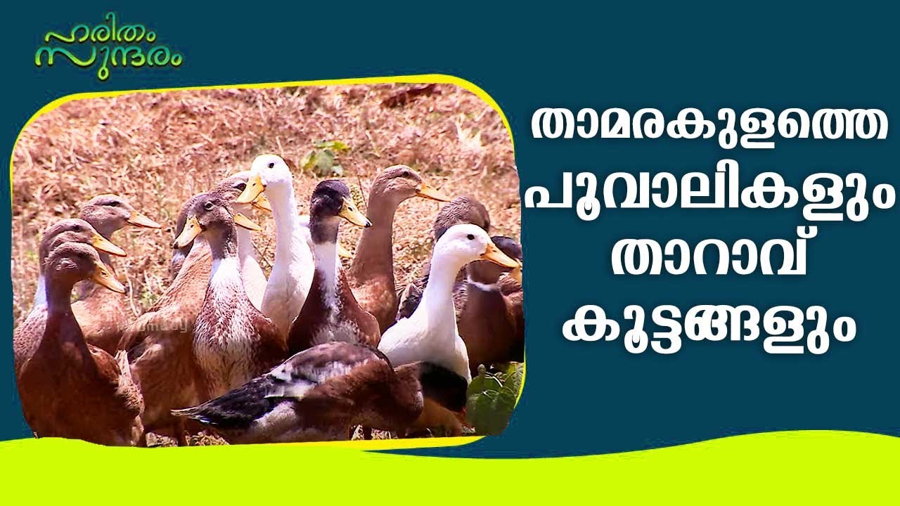 Beautiful cattle and raft of ducks in Thamarakkulam | Haritham Sundaram ...