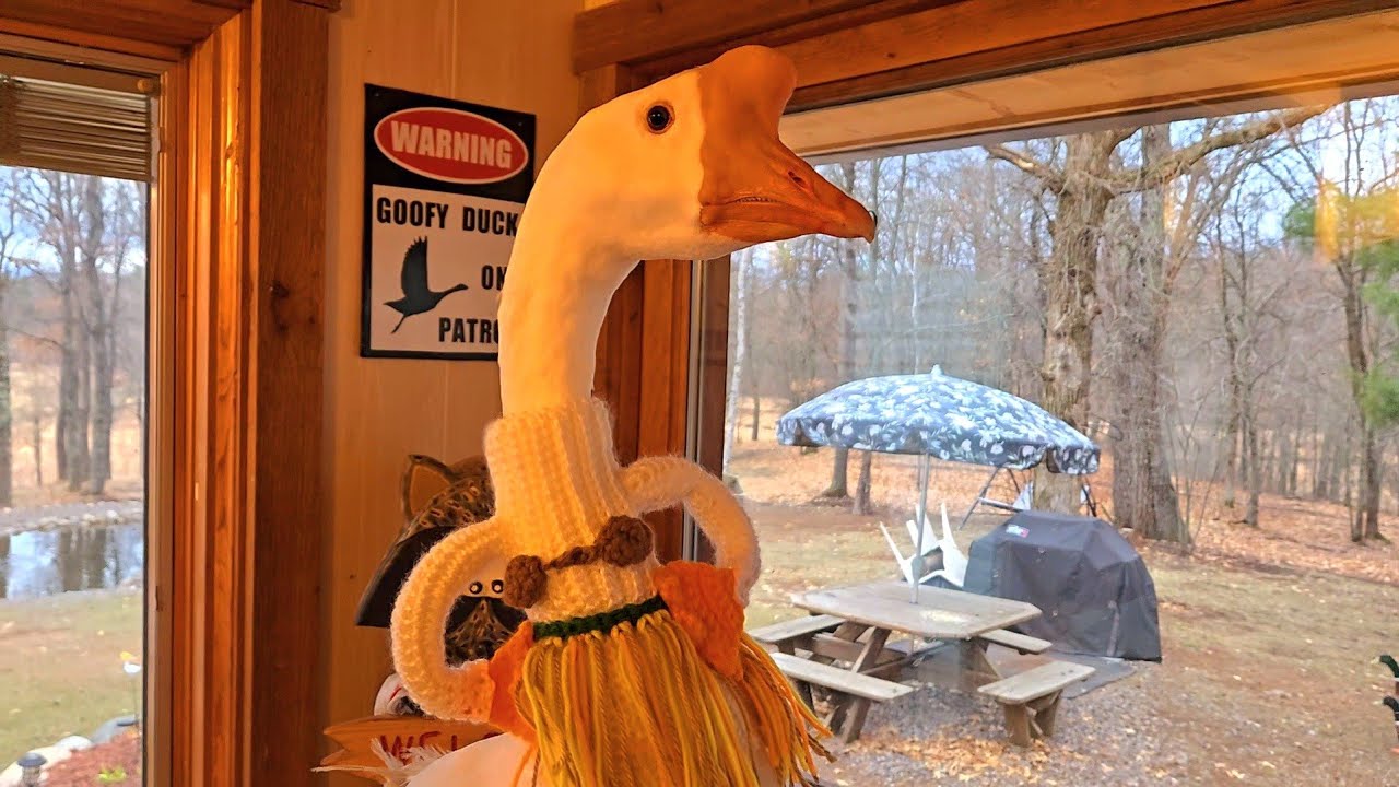 "Hula George" 😝 in Paradise Creek with Goofy Duck George and the Crew ...