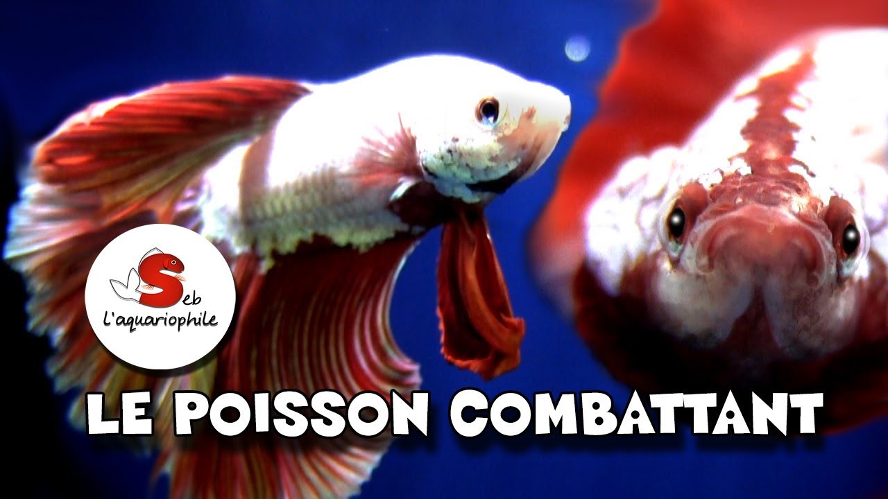 LES POISSONS COMBATTANTS, betta fish ! juste pour le plaisir des yeux ...