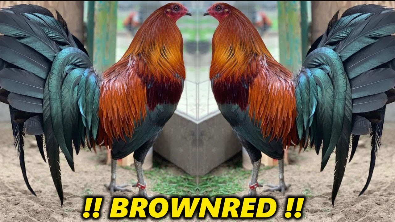 Larry Romero Raptor Sweater Brownred JORGE FARM Hawaii - Beautiful ...