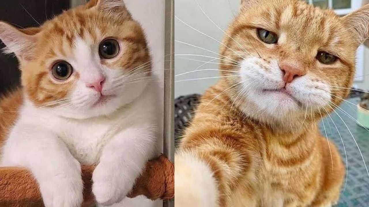 LAUGH Non - Stop With These Funny Cats Funniest Cats Compilation Video ...