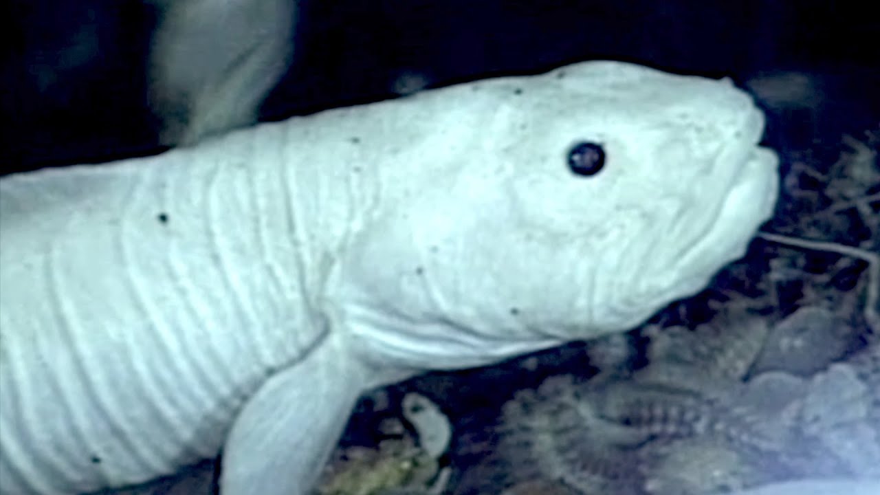 9 Strange Deep Ocean Creatures Found by Japan's ROVs № 5🇯🇵 - YouTube