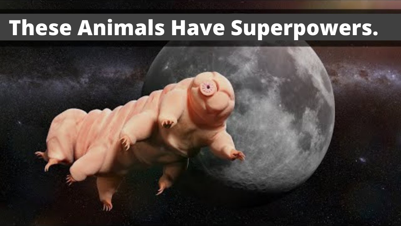 These 5 Animals Have Superpowers - YouTube