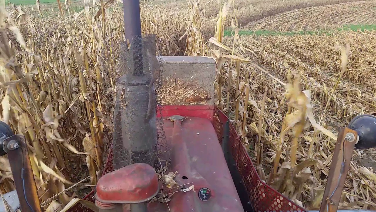 Picking ear corn October 29 2016 - YouTube