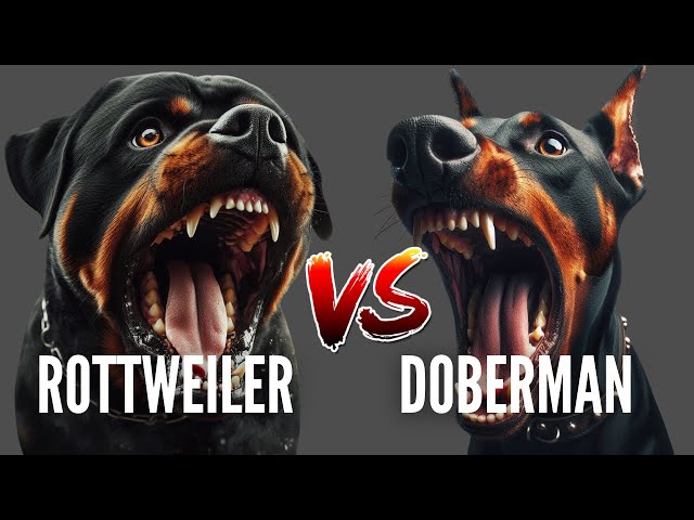 Rottweiler Vs Doberman Gevecht