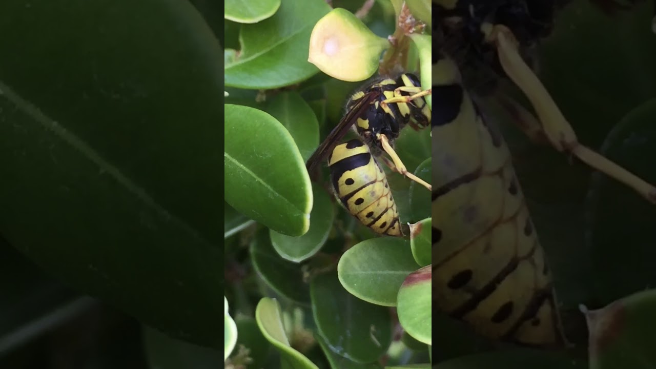 Another New Proto-Type Super Bee . New Species/Drone Bot? - YouTube