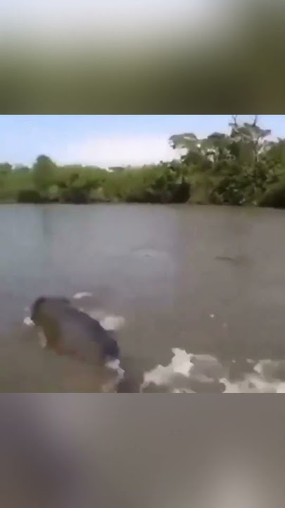 Anacondas holds the record for heaviest snake in the world Weighing up to 250 kg the green ...