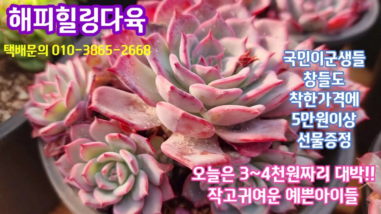 해피힐링다육잘다져진예쁜다육 국민이도창들도 저렴하게 5만원이상 무료배송 선물도 준비했습니다 ♡홍령♡에케리라♡밤좀리금