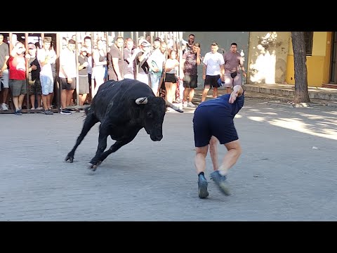 Bous en Godella 2026 - Vacas de Hnos Cali y La Paloma | Penya la Cuna (21 y 24/06/2026)