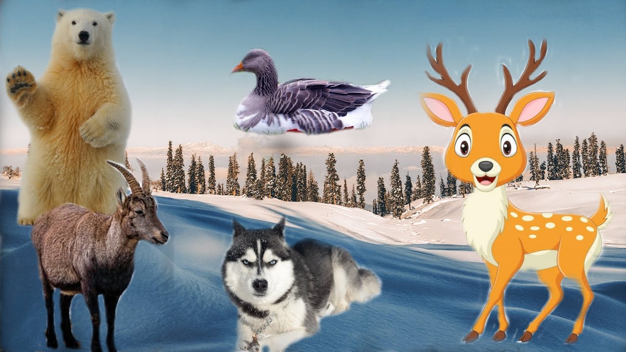 Winter animals - bear, deer, goat, goose, animal sounds - YouTube
