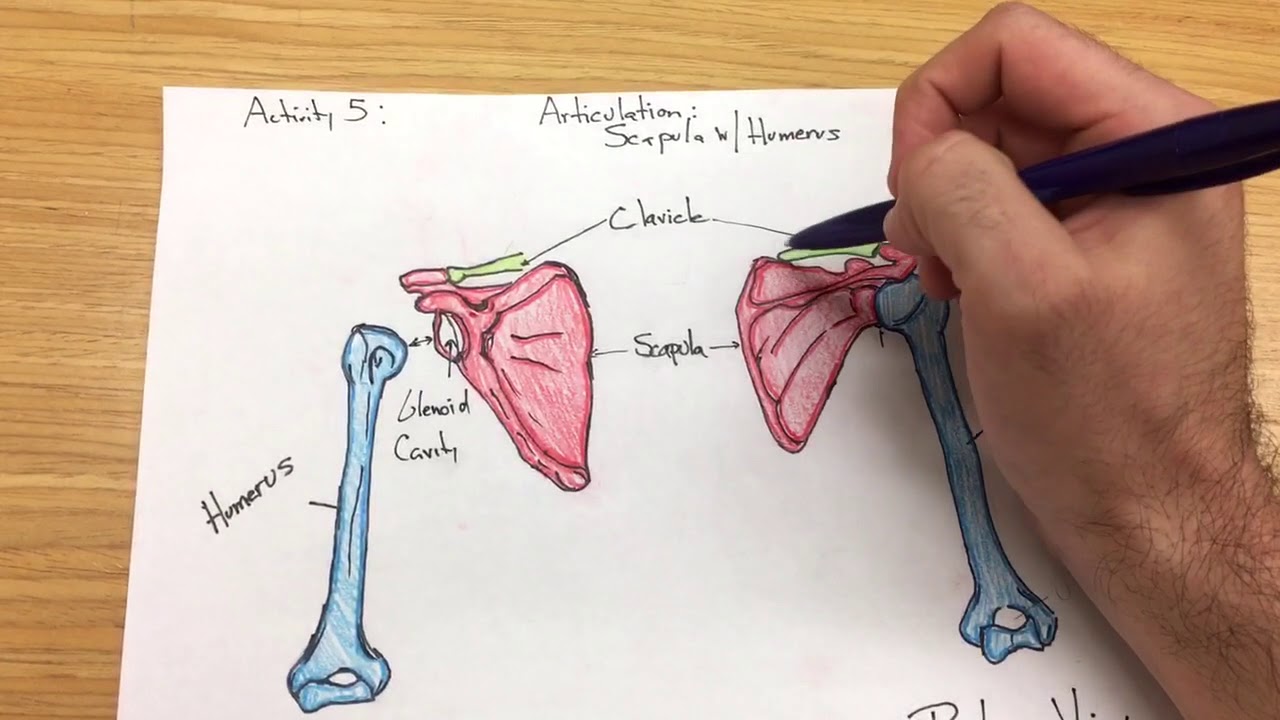 Activity 5: Scapula with Humerus. - YouTube