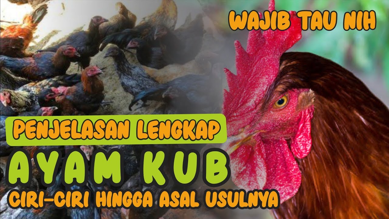 APA ITU AYAM KUB? BERIKUT PENJELASAN LENGKAP AYAM KUB - YouTube