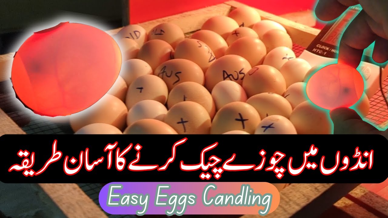 How to do Candling Of Chicken's Eggs | Complete Guideline -By VOA - YouTube