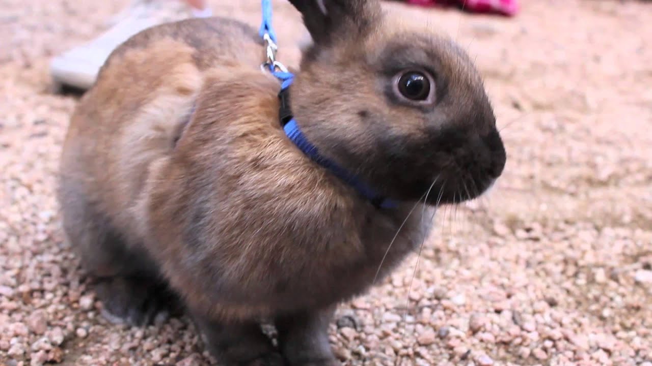 Ollie The Cutest Bunny - YouTube