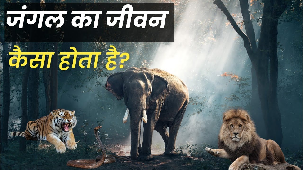 Animals Life In Jungle। Alpha Factz - YouTube