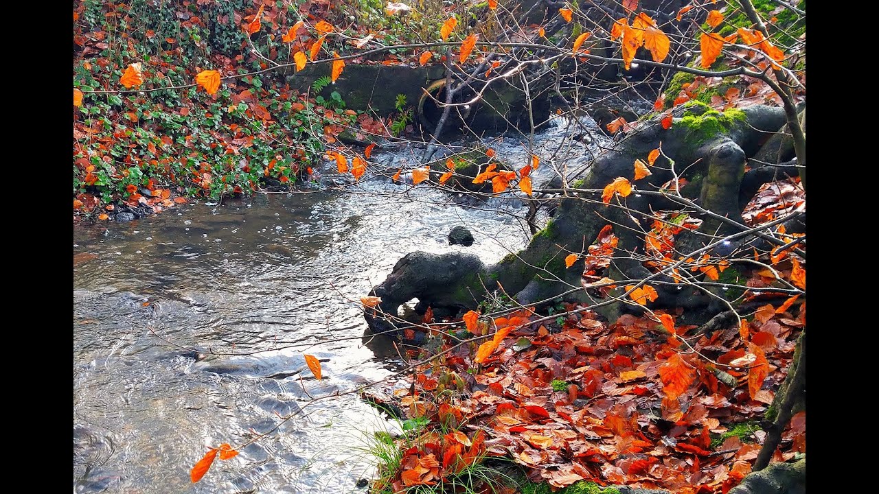 A Late Autumn Walk - YouTube