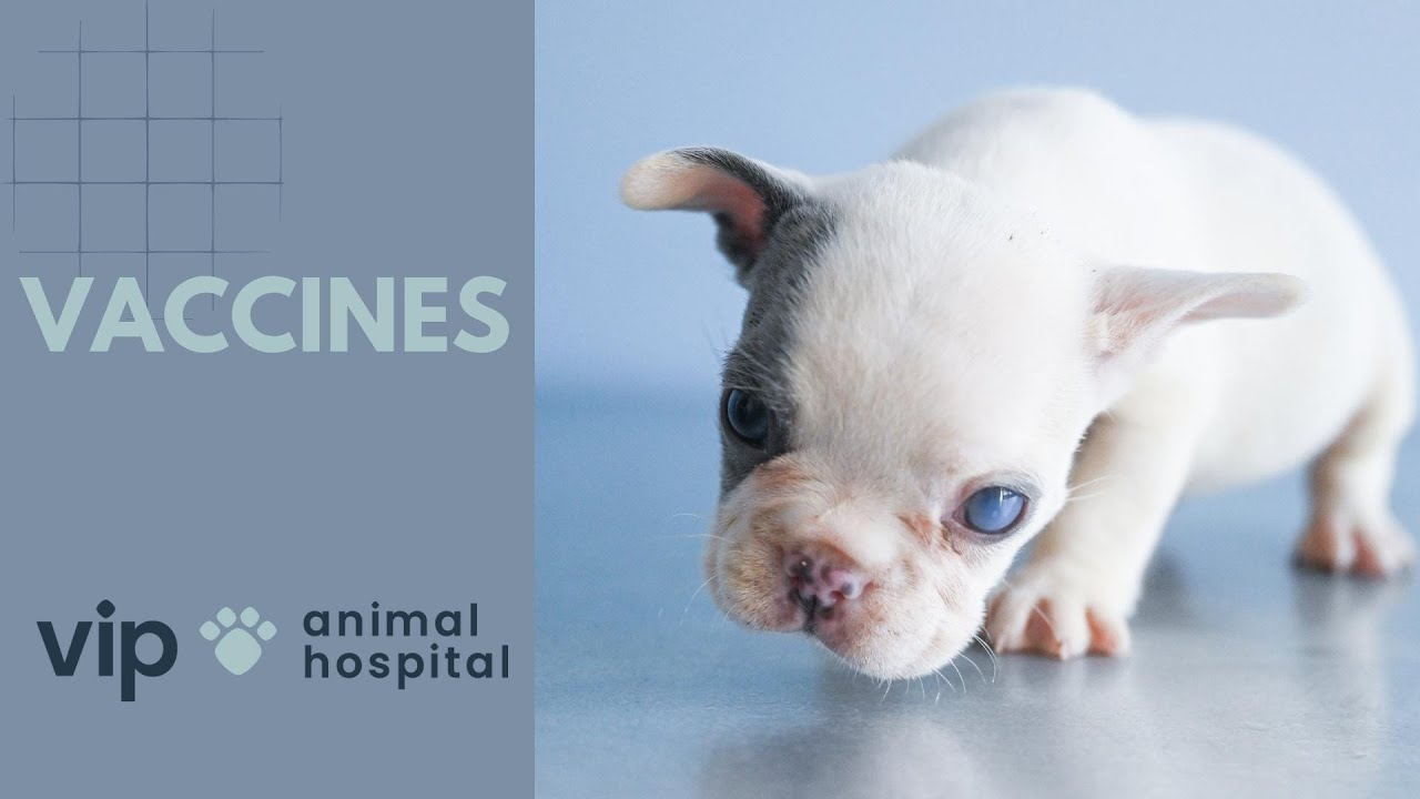 VIP Animal Hospital | Vaccines - YouTube