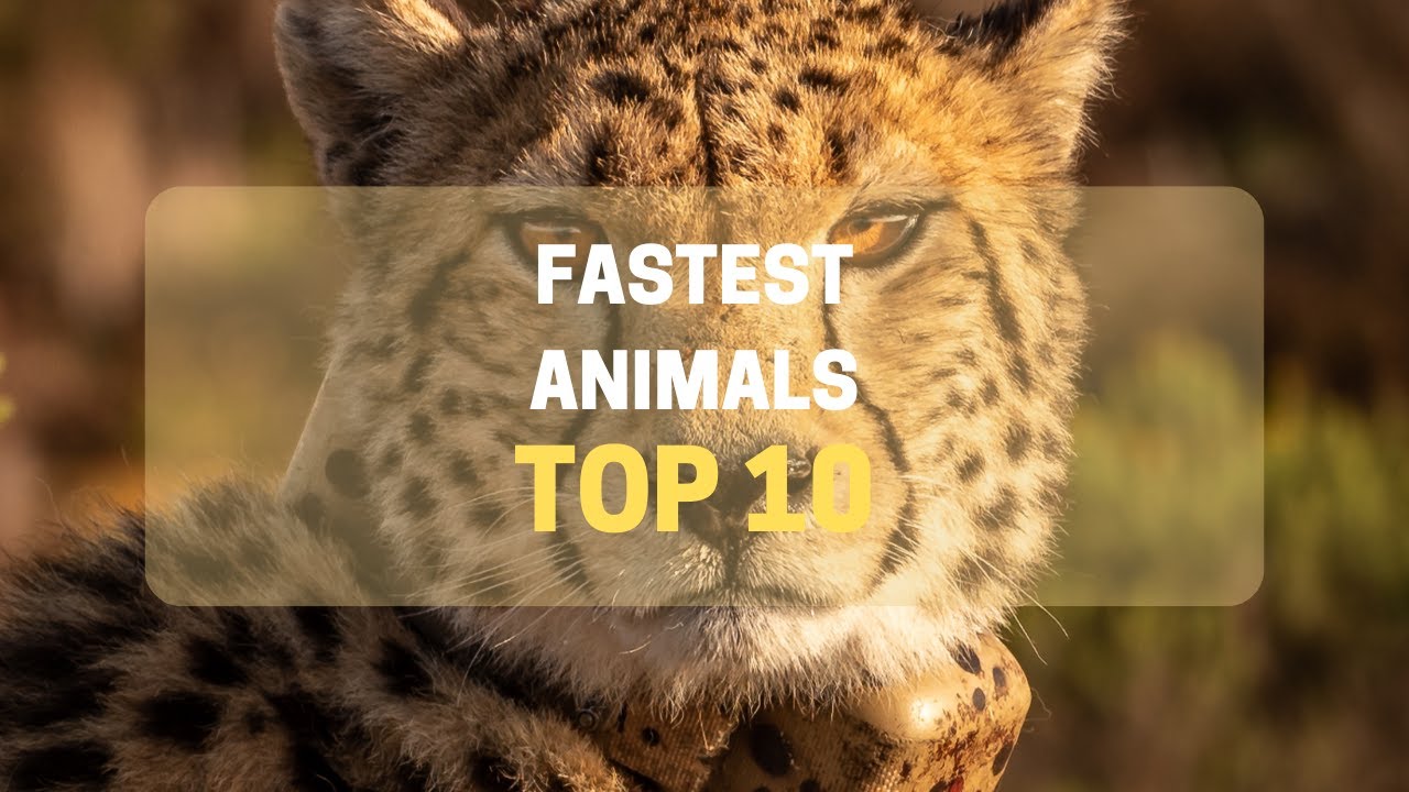 Top 10 Fastest Animals in the world - YouTube
