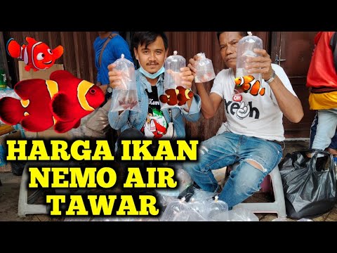 IKAN NEMO AIR TAWAR BPK TOMI DI PASAR IKAN HIAS JATINEGARA - YouTube