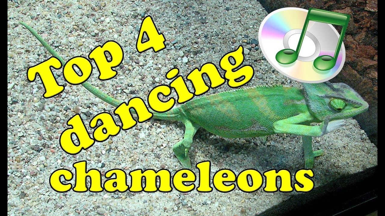 Top 4 dancing chameleons – Real dance-like chameleon movements - YouTube