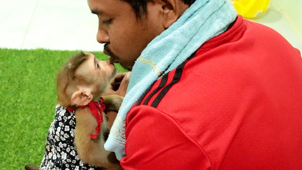 So Sweet Baby Monkey, Lyly Loves Dad So Much, Baby Monkey Wants to Kiss ...