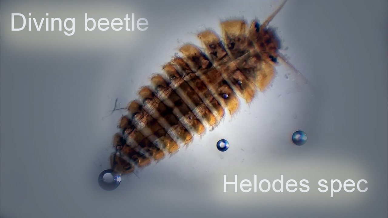 Helodes spec larvae - YouTube