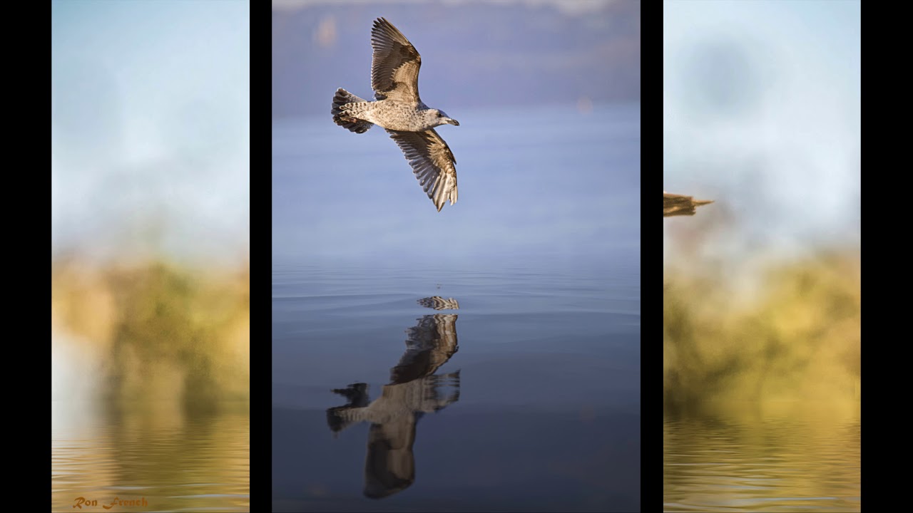 Birds over Water - YouTube