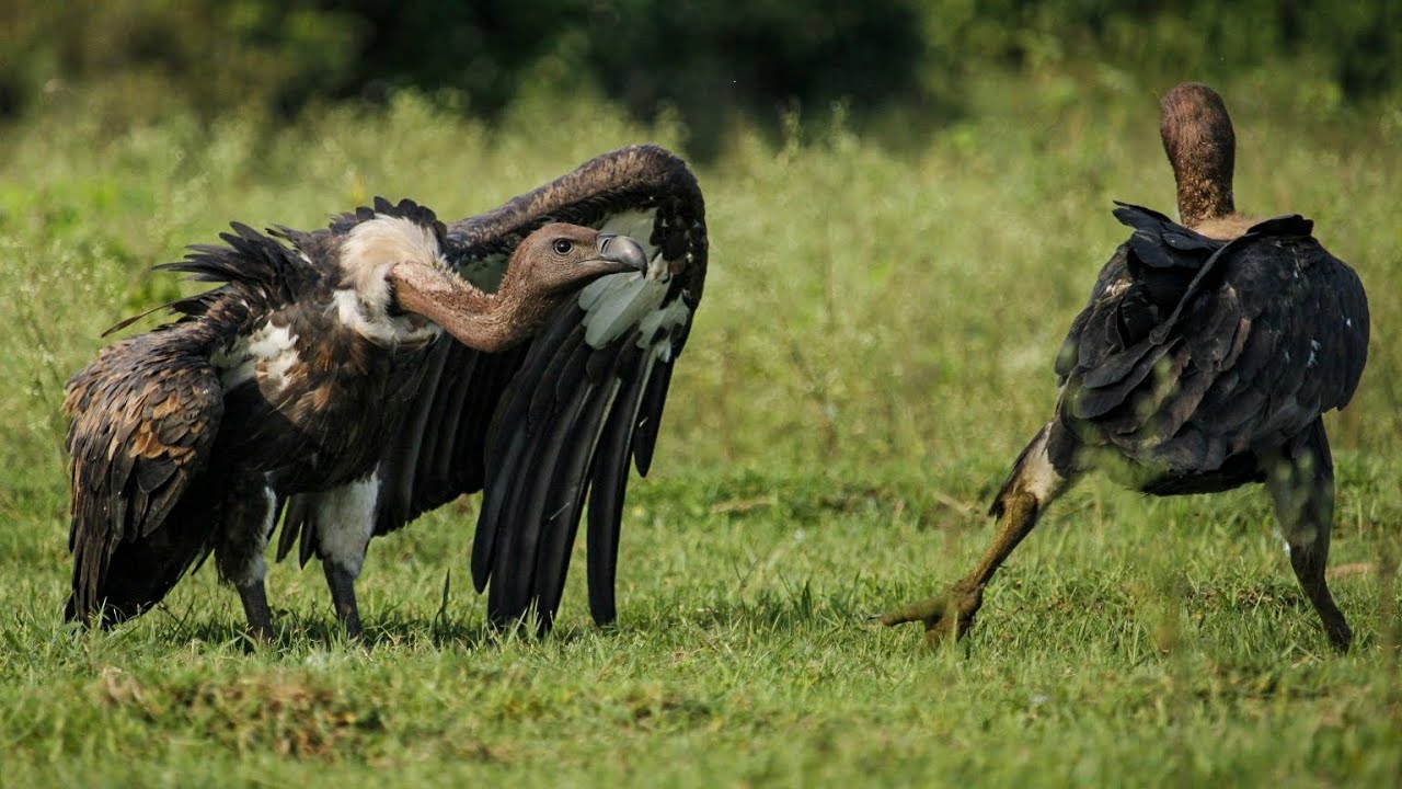 vulture eating dead animal | vulture king - YouTube