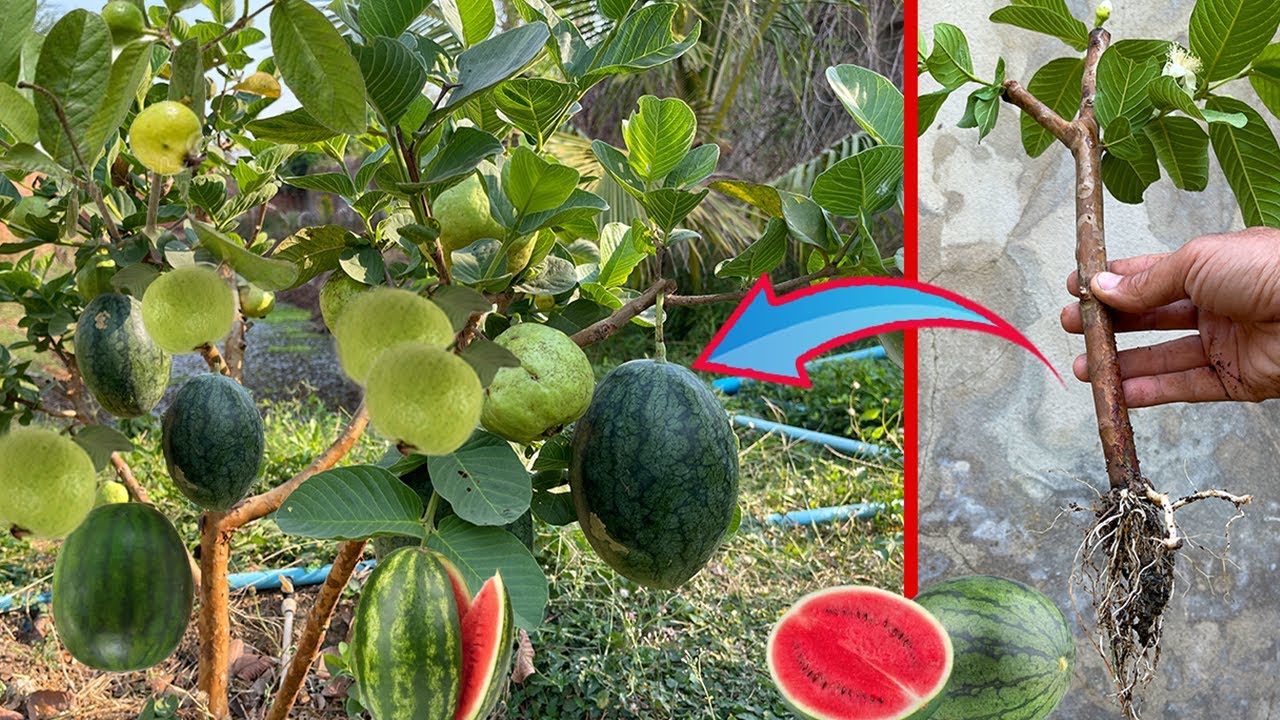 How to propagate guava tree with watermelon from cutting-crafting idea ...