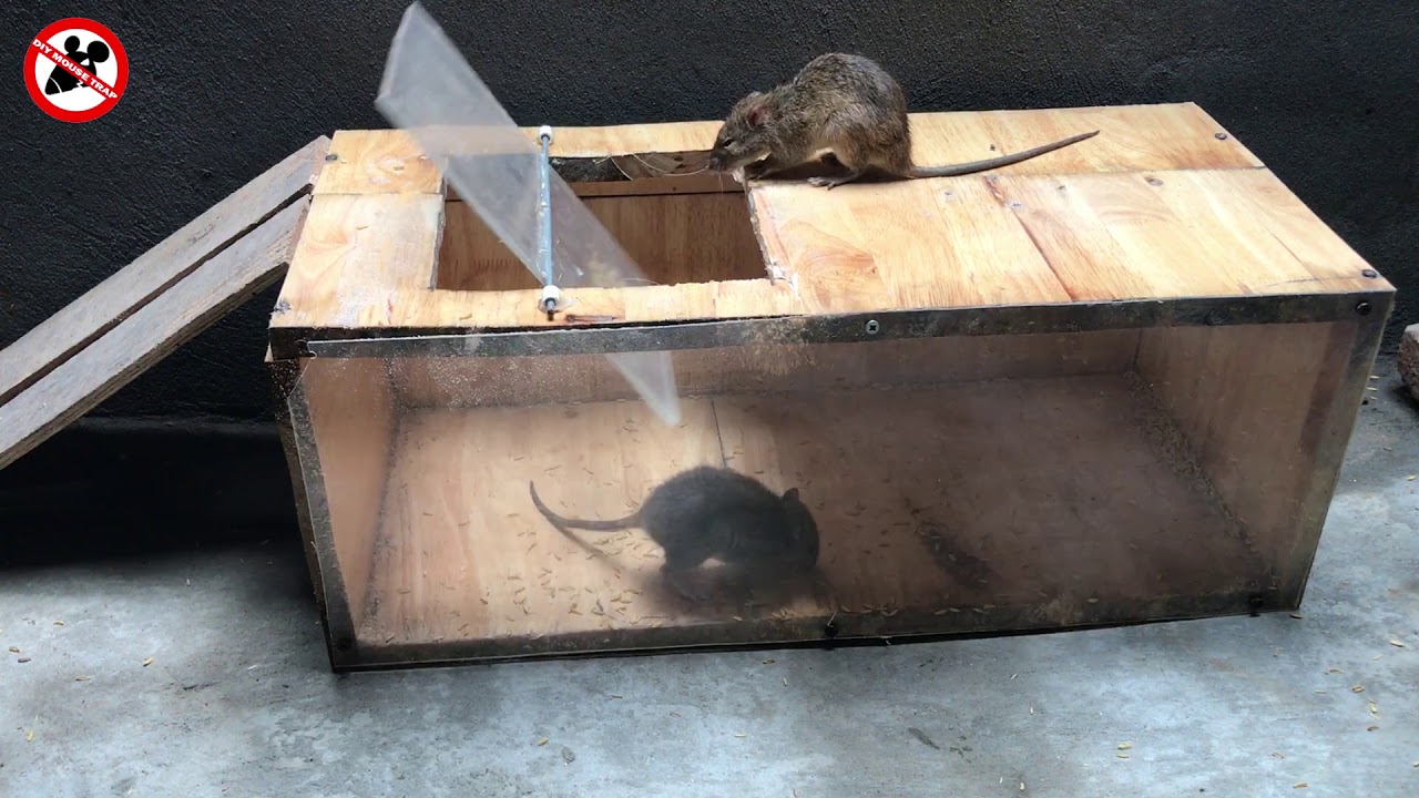 Diy Mouse Trap Good Idea Mouse Trap How To Make Mouse Trap 2019 02 diy-mouse-trap-good-idea-mouse-trap-how-to-make-mouse-trap-2019-02