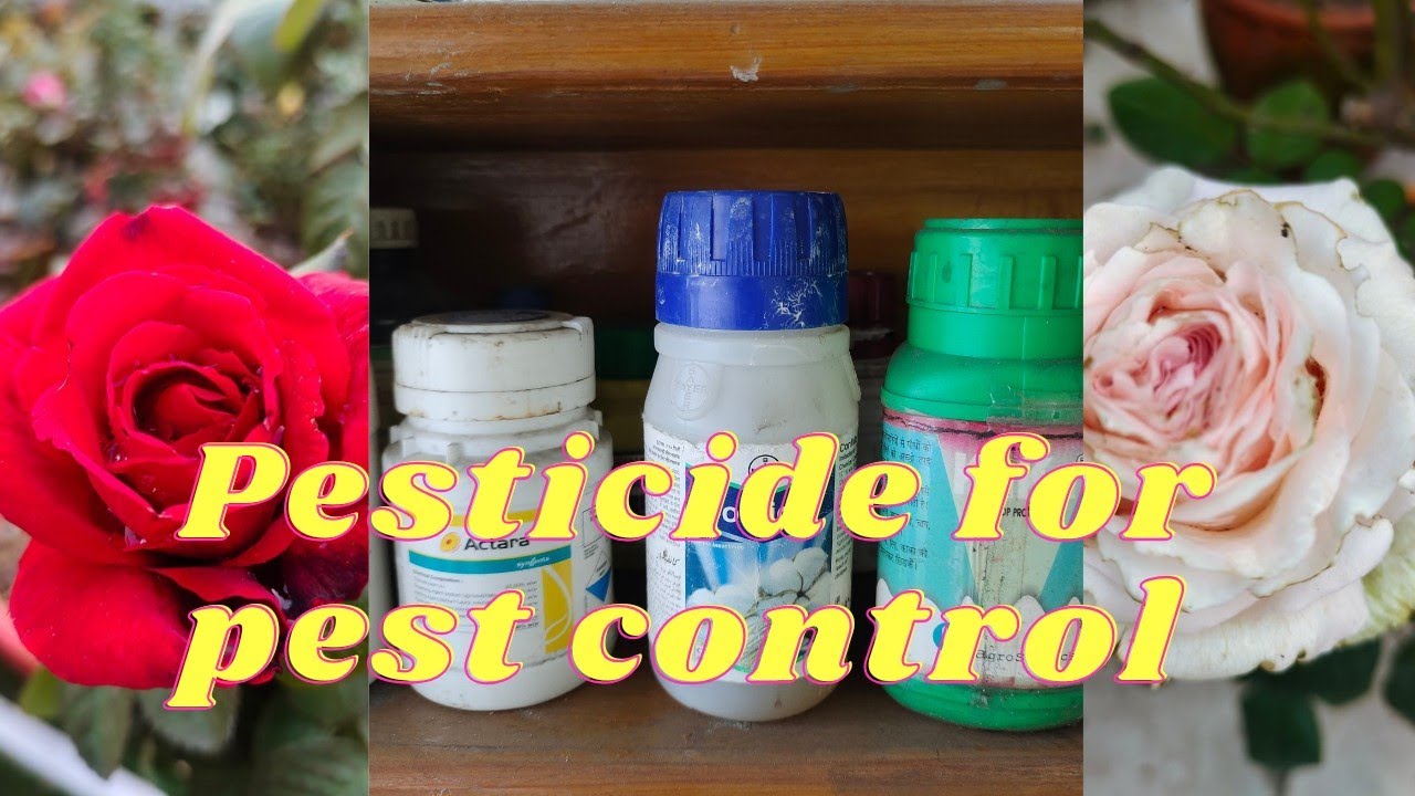 pesticide for rose plants for pest control - YouTube